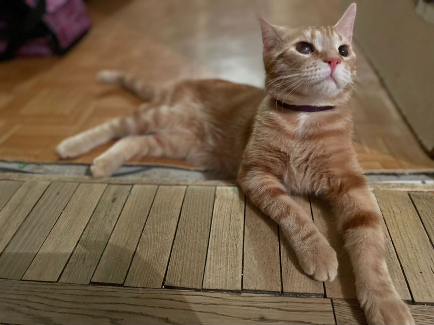 Отдам кота в добрые руки