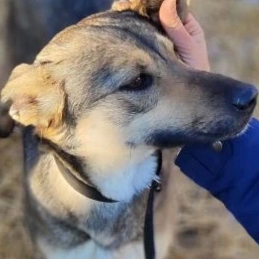 Взрослая собака в добрые руки