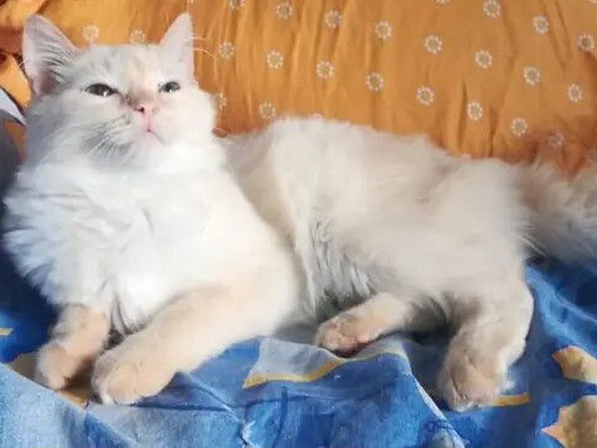 Белка