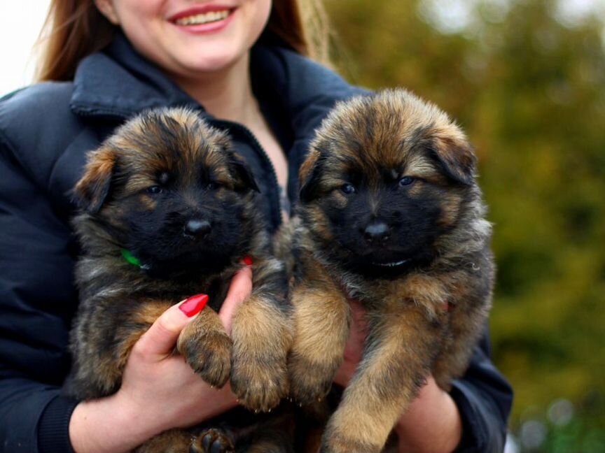 Щенки немецкой овчарки РКФ