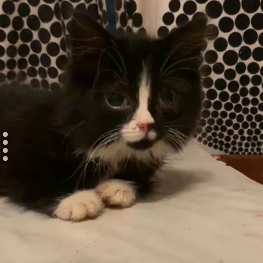 Котенок ищет добрые ручки
