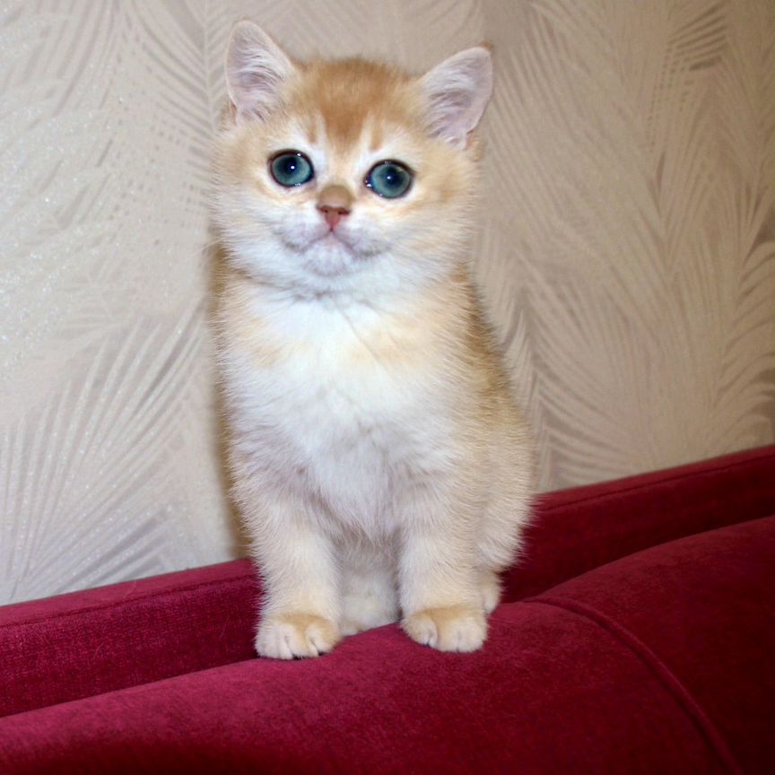 Шотландский котенок Золотая шиншилла