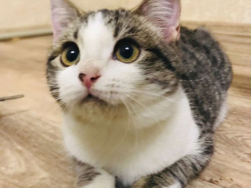 Кошка
