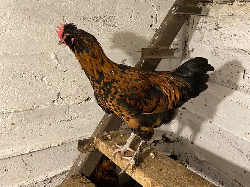 Петушок 6 мес. Павловский помесь с брамой