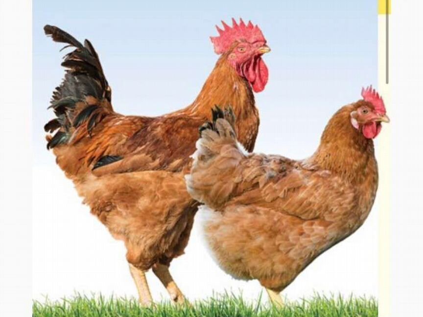 Цыплята редбро Франция