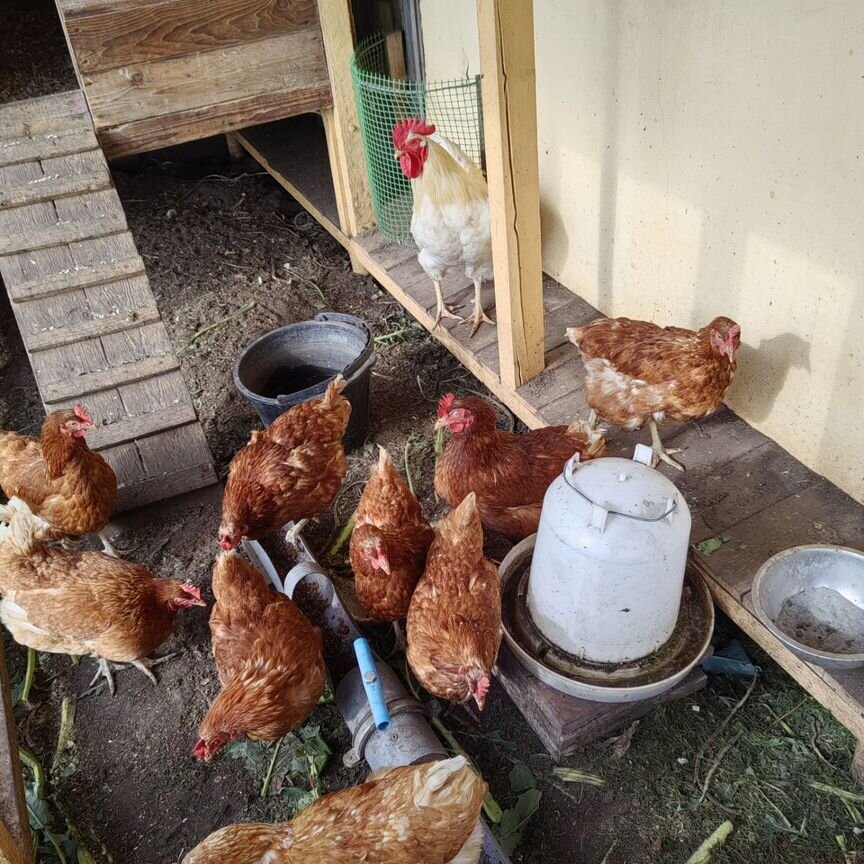 Куры несушки родониты и петух