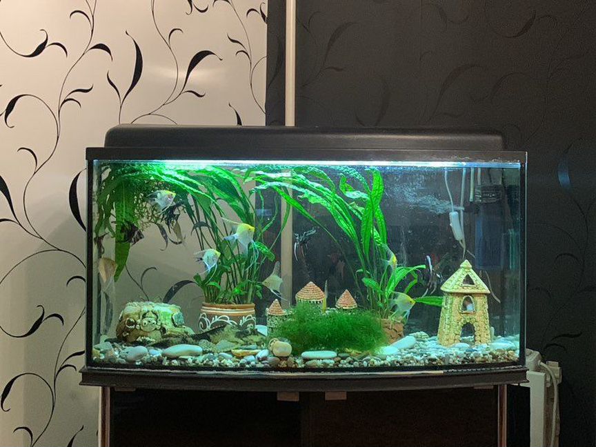 Живой подарок