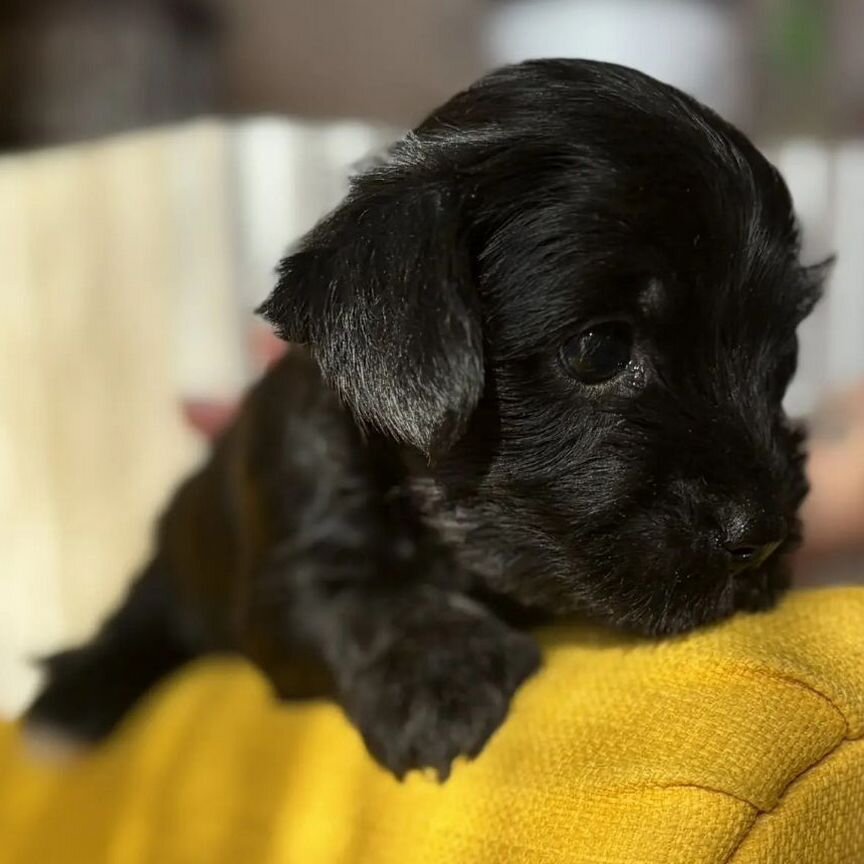 Йоркширский терьер, щенок