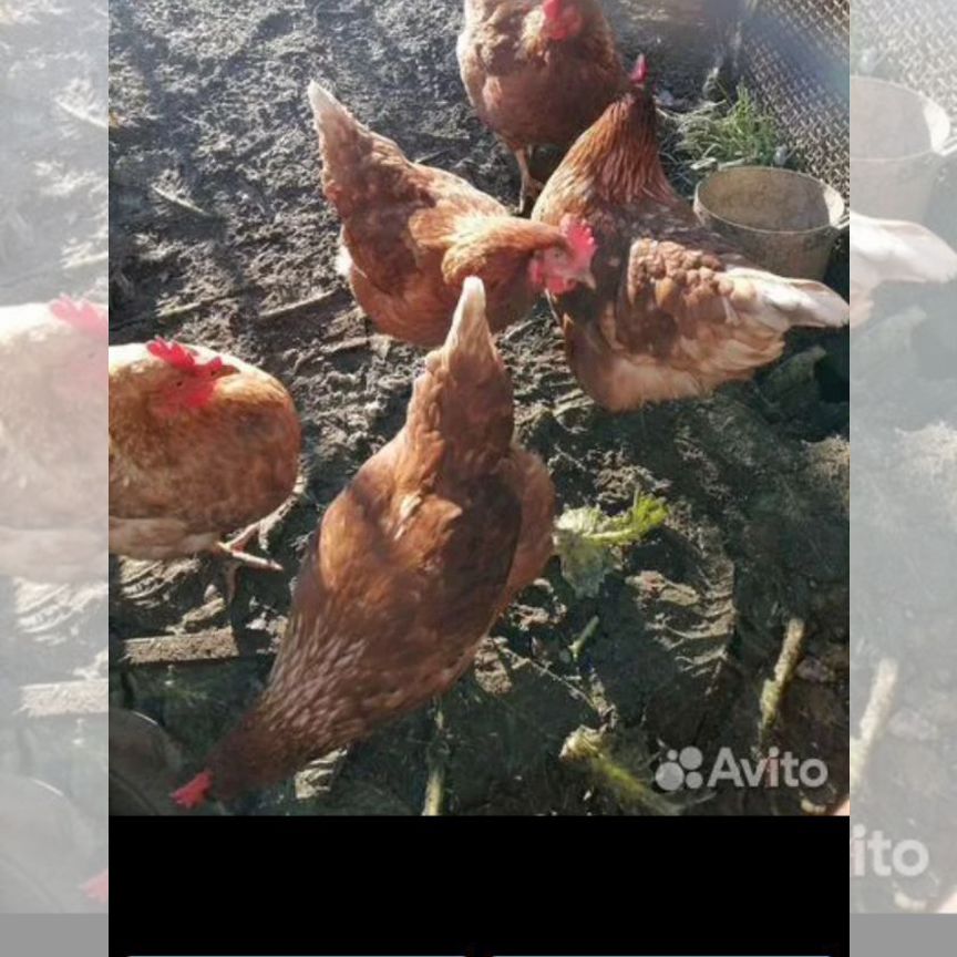 Куры молодки (несушки)