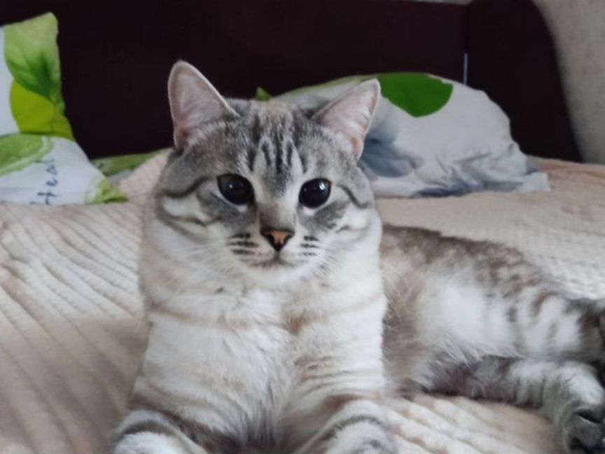 Кота в добрые руки (Сибирский)