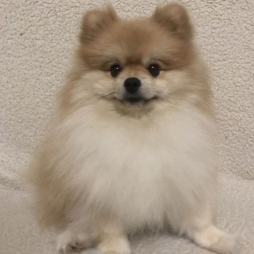 Померанский шпиц мини вязка