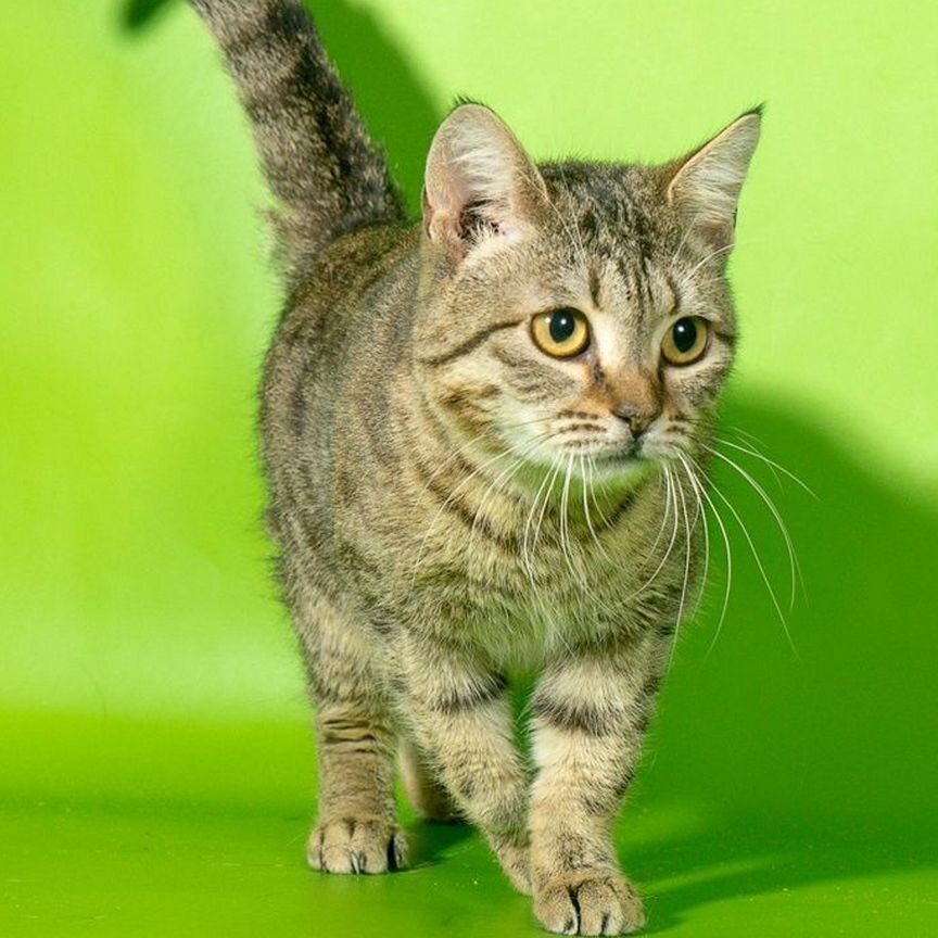 Скромная кошечка