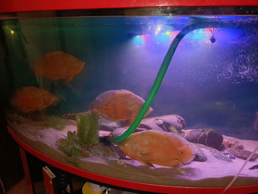 Отдаю крупных аквариумных рыб и аквариум