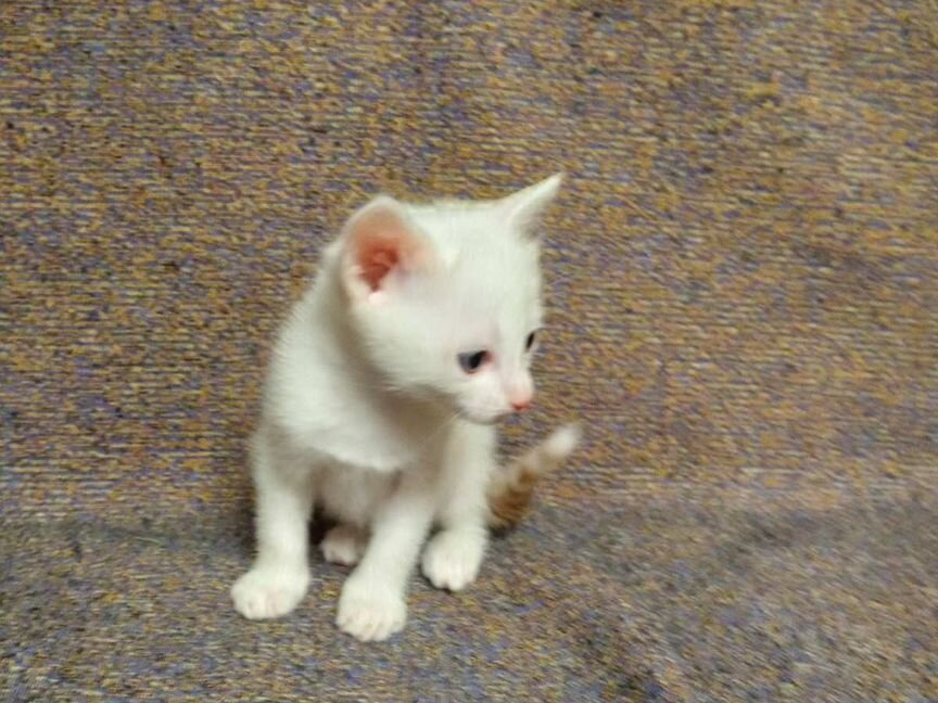 Котята в добрые руки. даром. 1 мес.: 2 мал, 1 дев