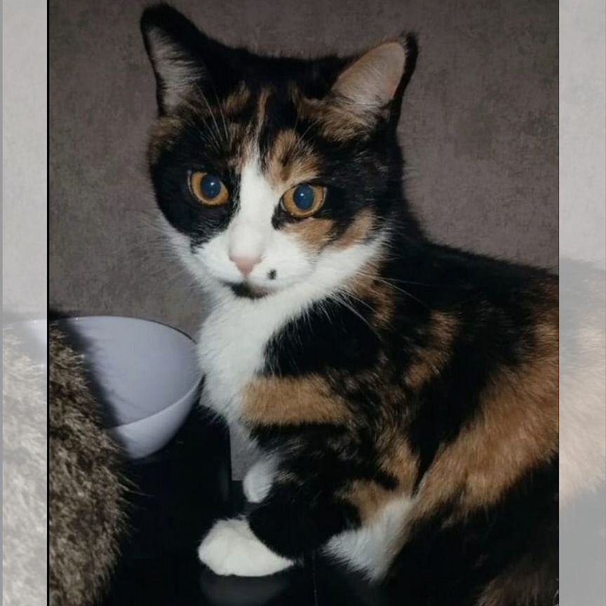 Трехцветная кошечка на счастье