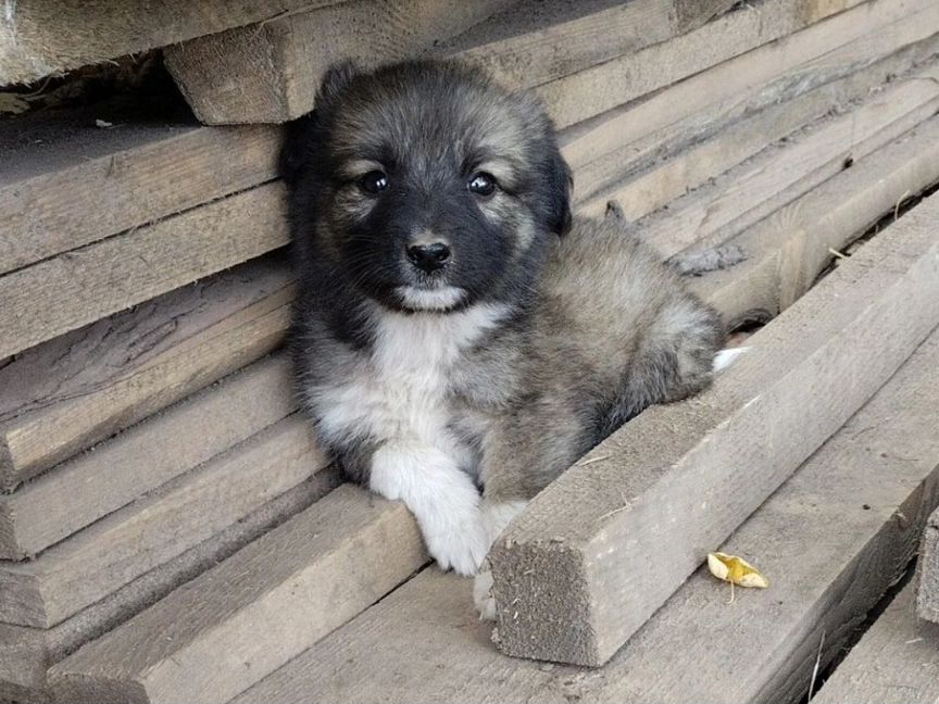 Щеночек в добрые руки