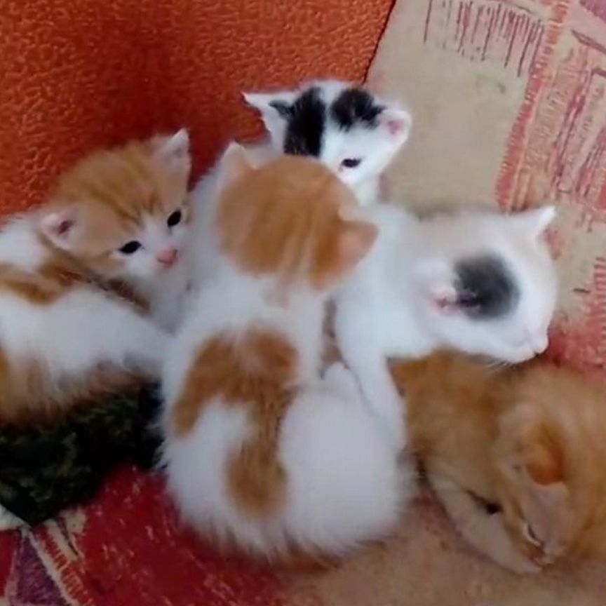 Отдам котят в добрые руки