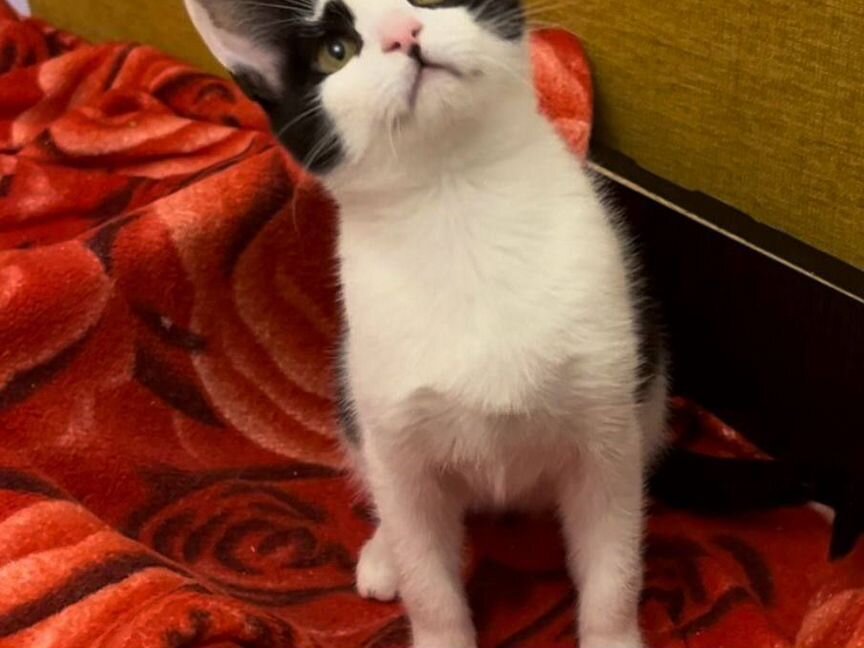 Котенок