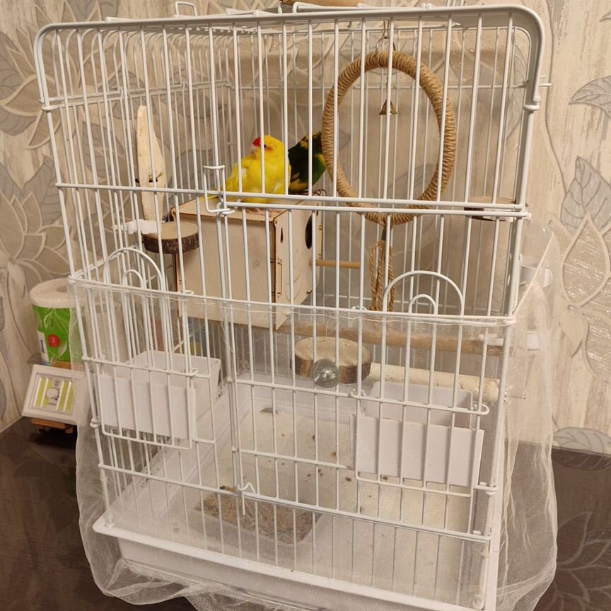 Продам попугаев Какарики с клеткой