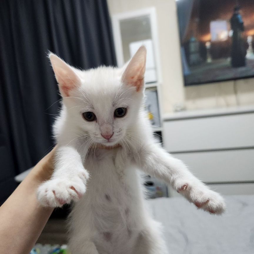 Котёнок в добрые руки