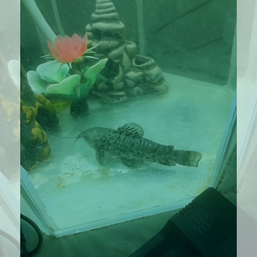 Сом таракатум 12см