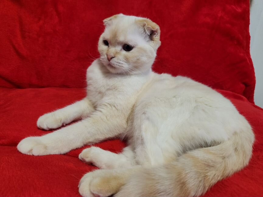 Шотландская вислоухая кошка на вязку