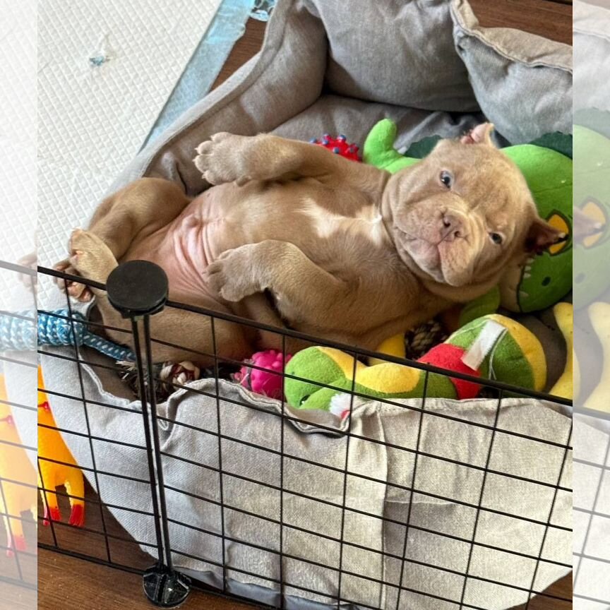 Американский булли, щенок