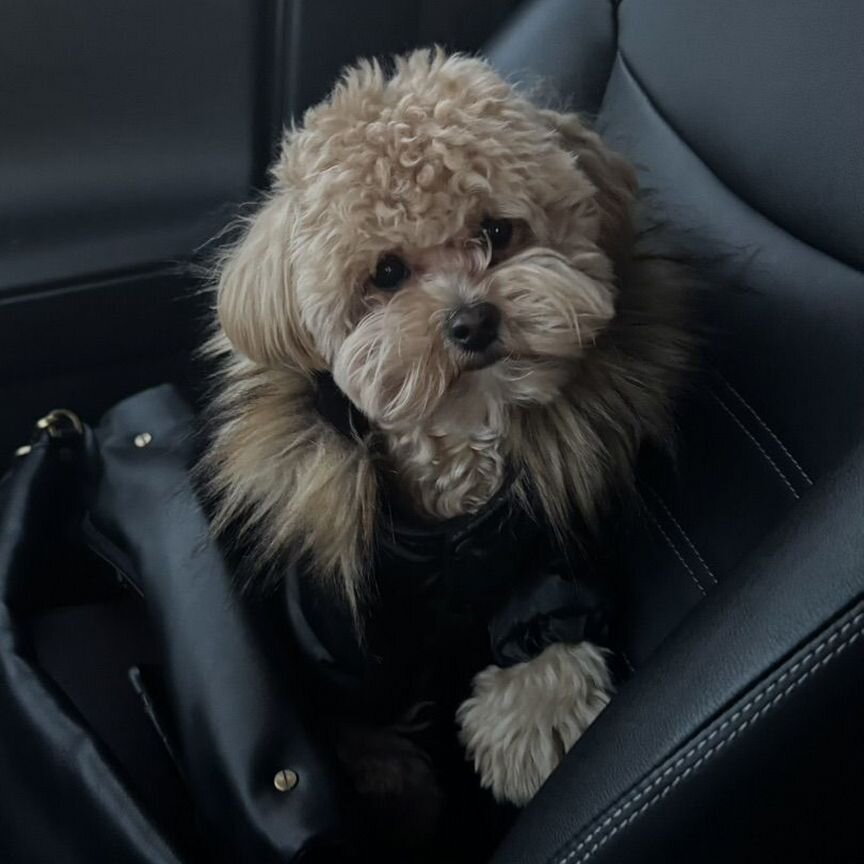 Мальтипу ф1