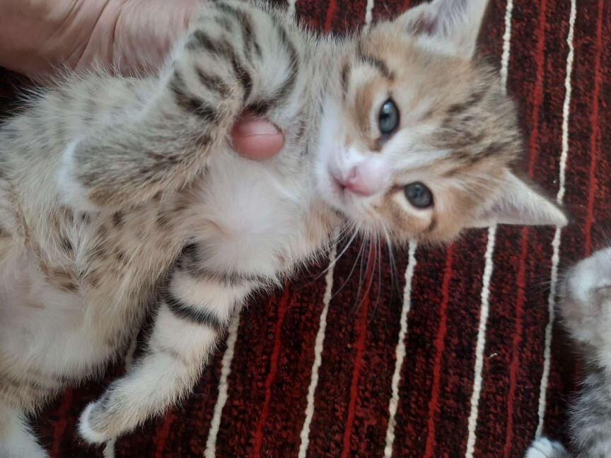 Котята британцы -шатландцы