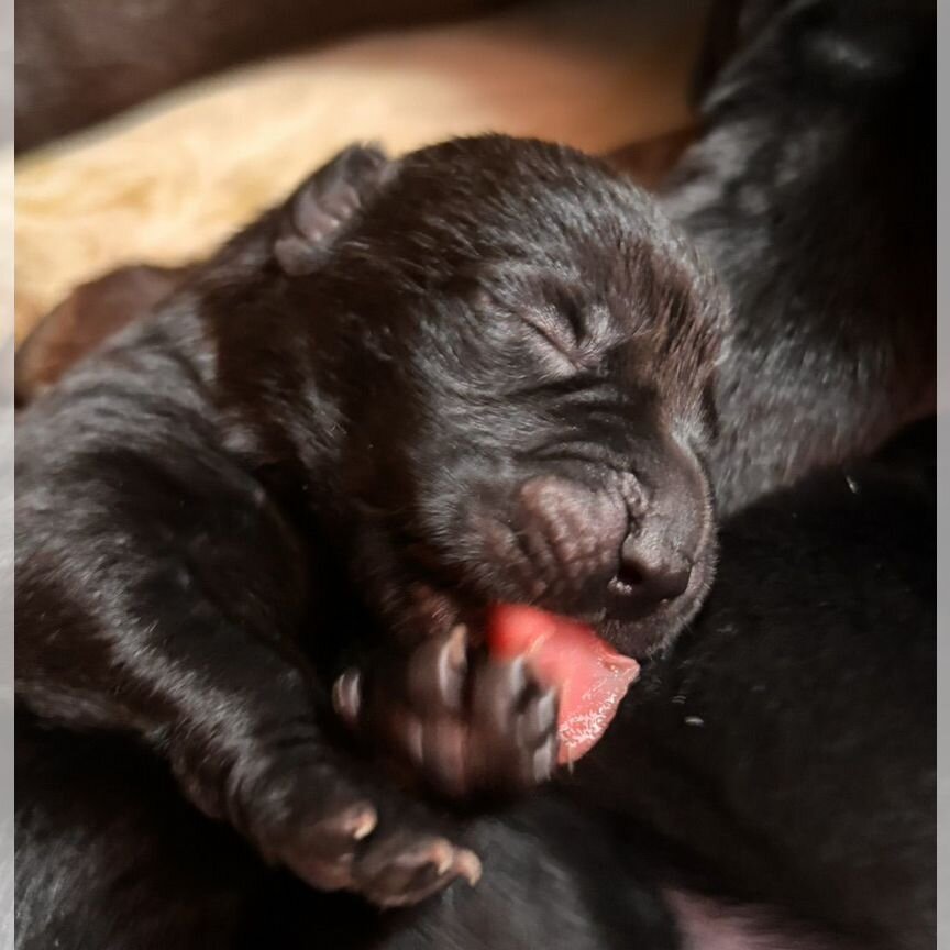 Лабрадор-ретривер, щенок