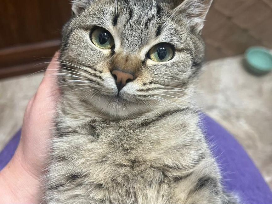 Котёнок, мальчик, в добрые ручки