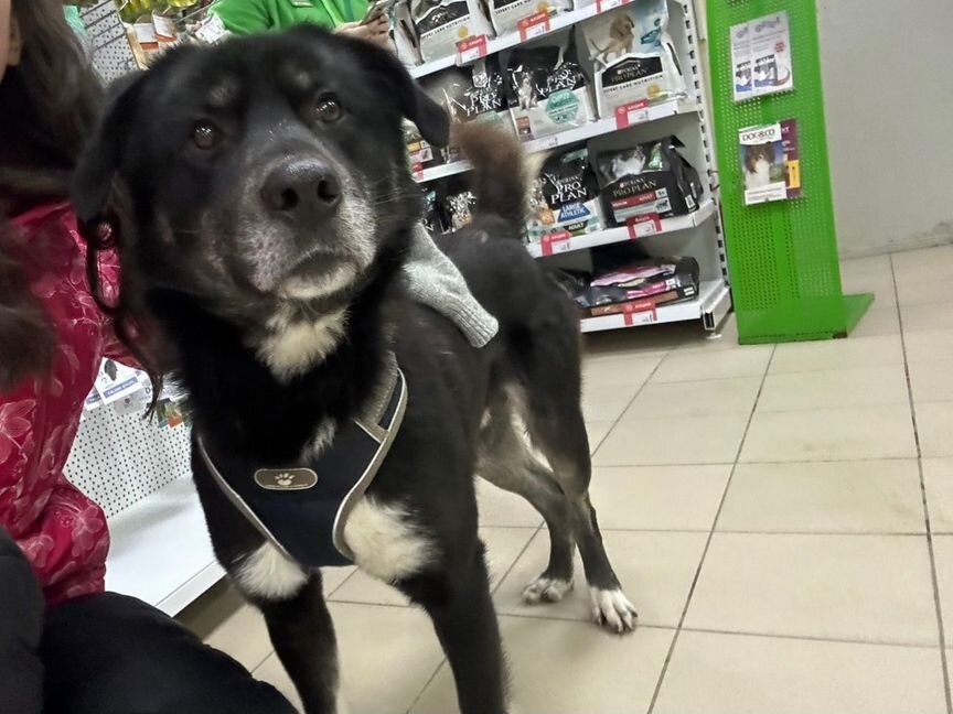 Собака в добрые руки