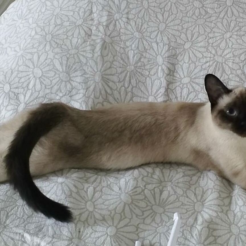 Сиамская кошечка ищет сиамского жениха
