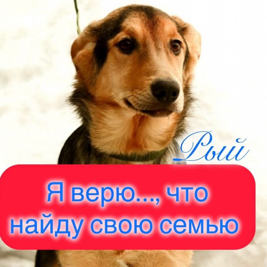 Щенок подросток верит и ждет свою семью бесплатно