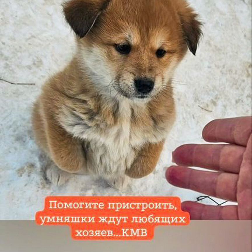 Нужен пристрой, щенки в Ессентуках