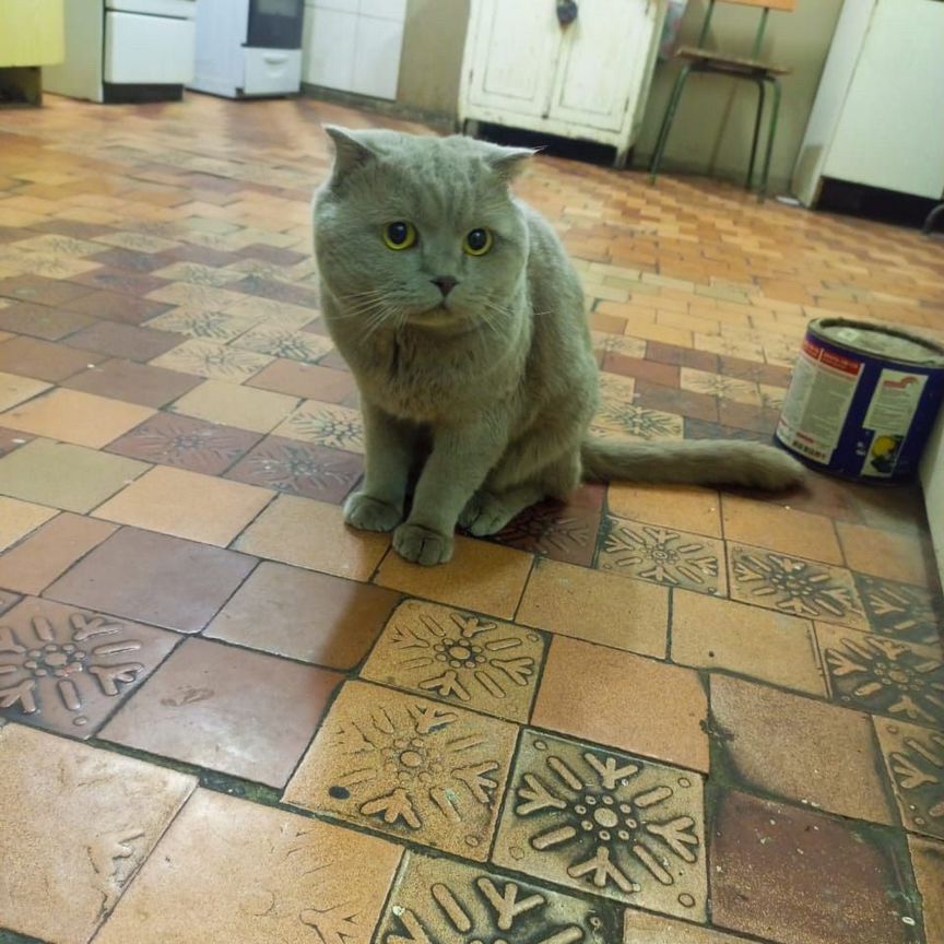 Британский кот