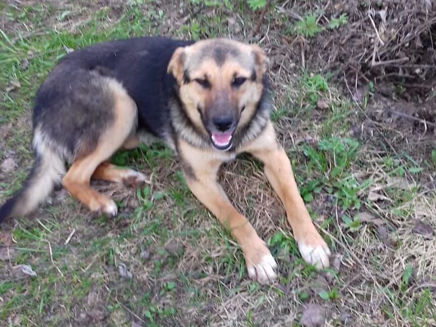 Собака в добрые руки отдам бесплатно