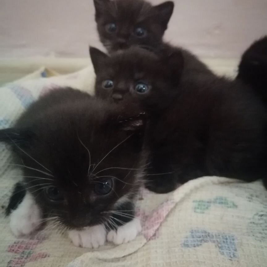 Отдам бесплатно животные