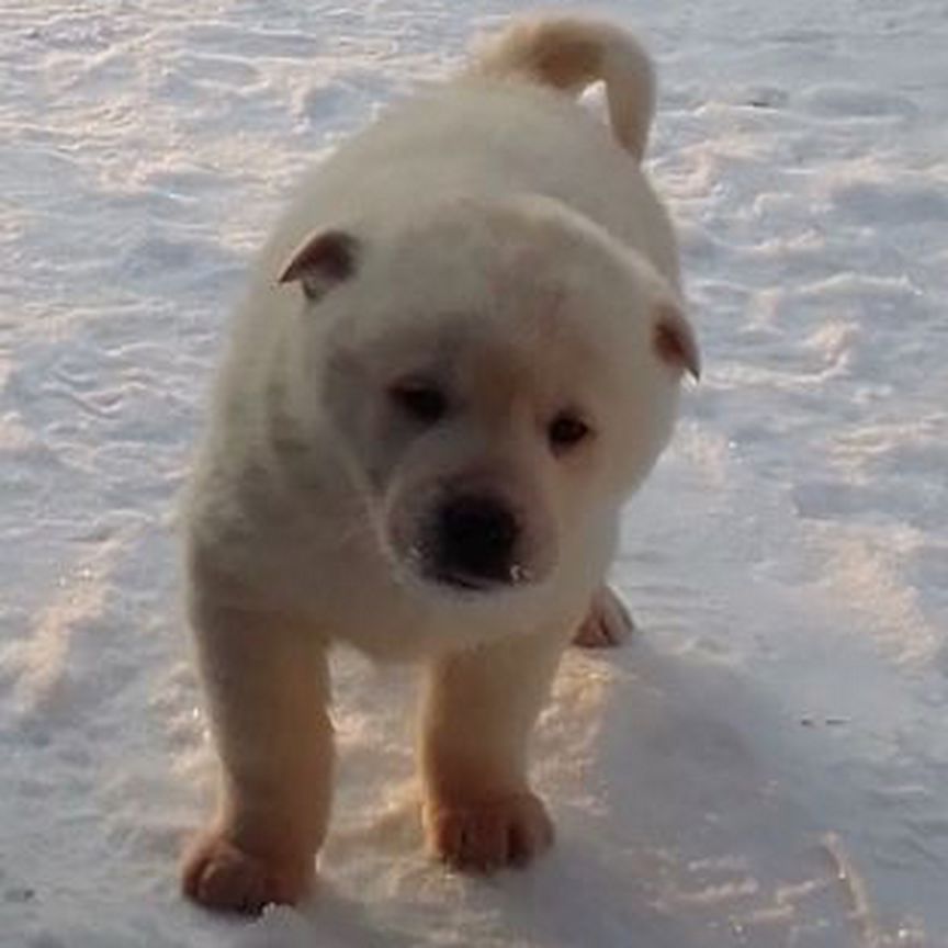 Западносибирская лайка, щенок