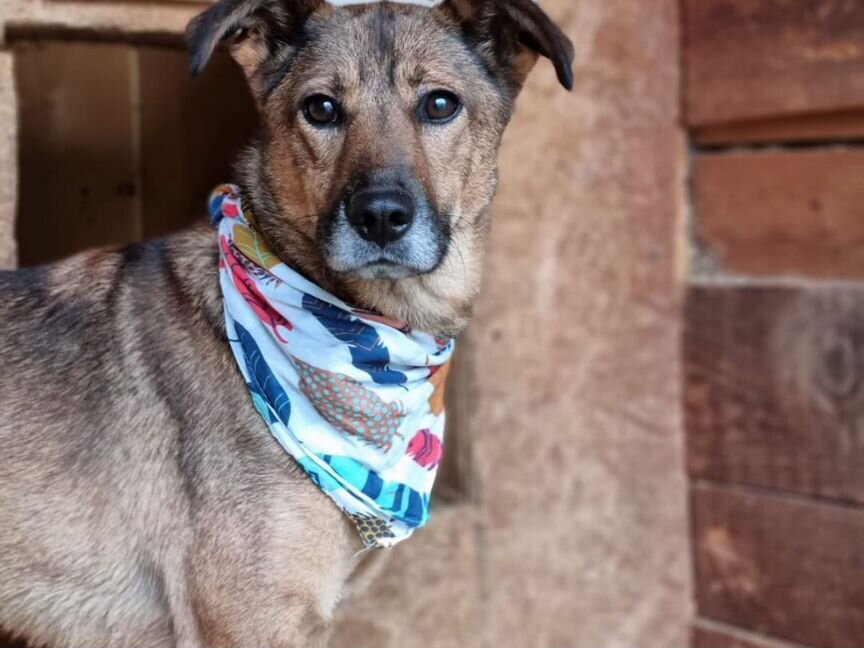 Юла молодая в добрый руки