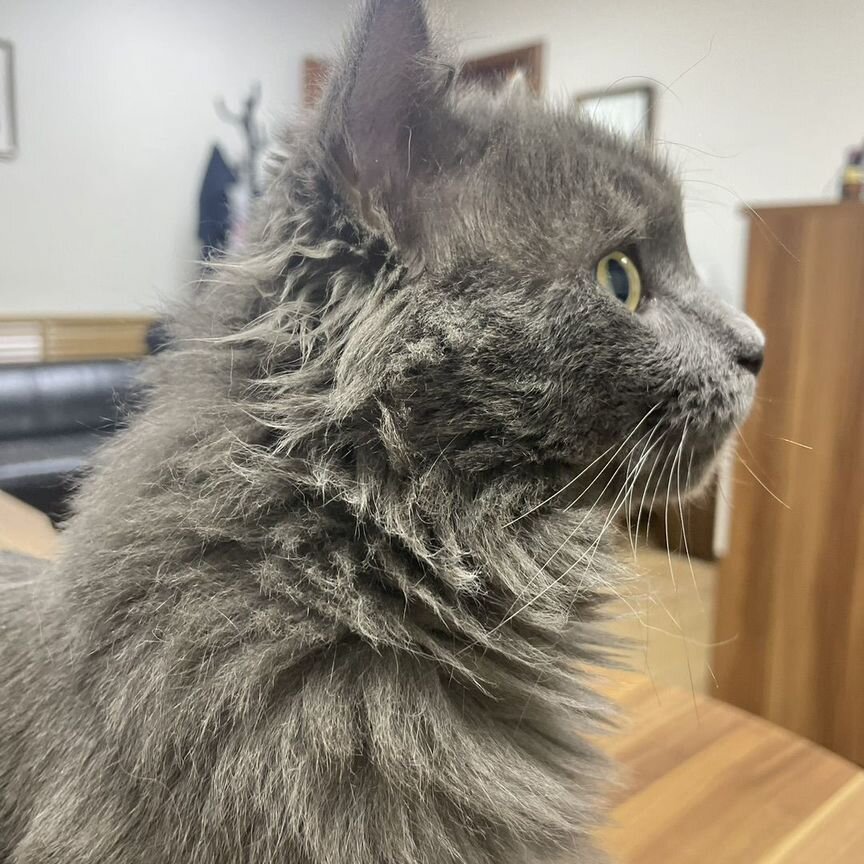 Кот Лёша (котик)