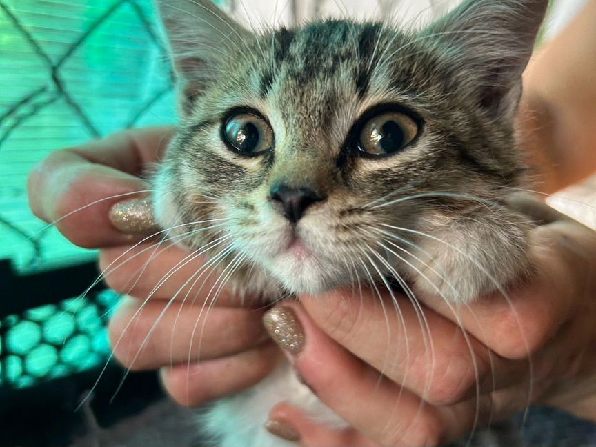 Котята отдам в добрые руки бесплатно