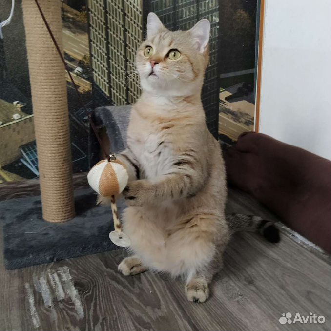Брошенная кошка ищет новый дом