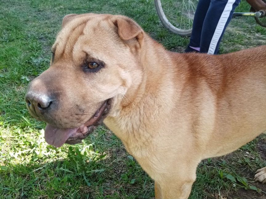 Найдена собака