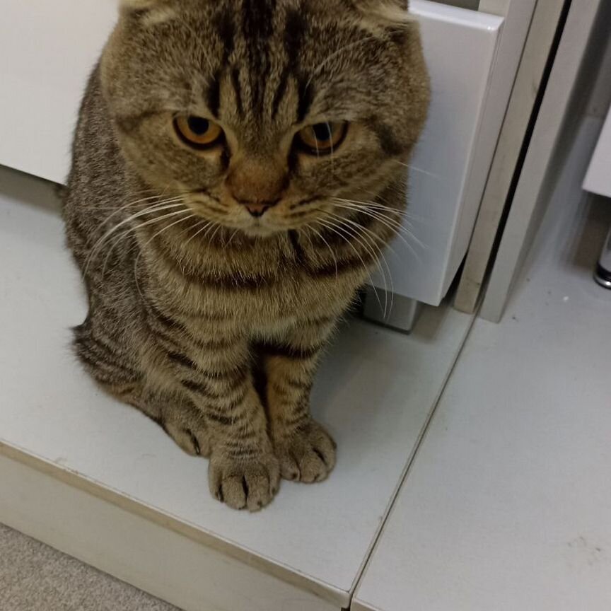 Кот шотландец