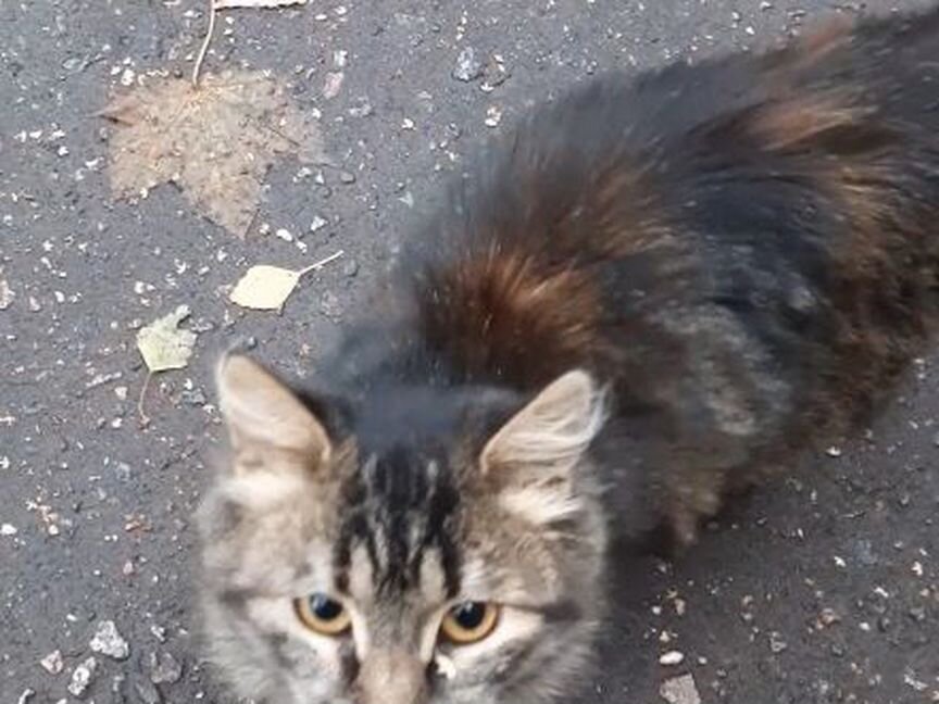 Сибирский ласковый котенок мальчик ищет семью