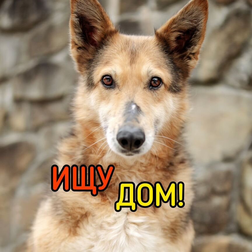 Метис лайки