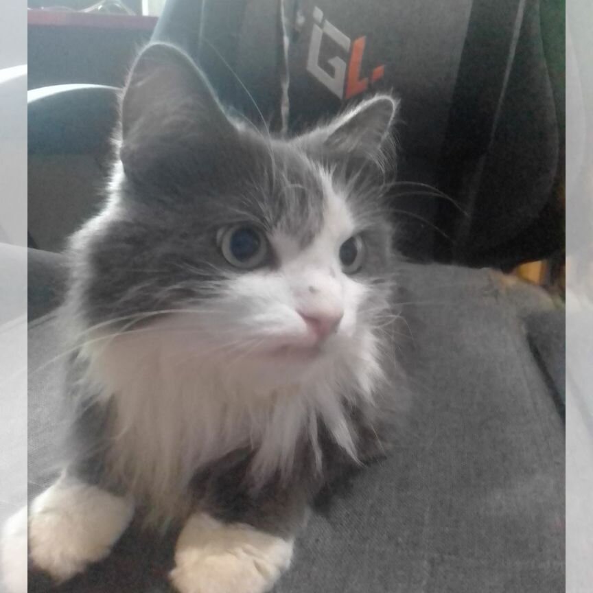 Кошка бесплатно