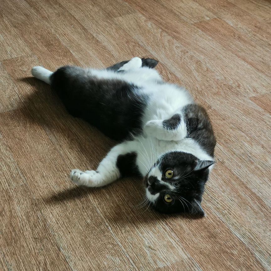 Кот бесплатно