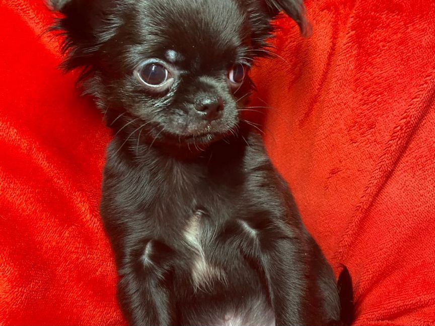 Лучшие щенки чихуахуа